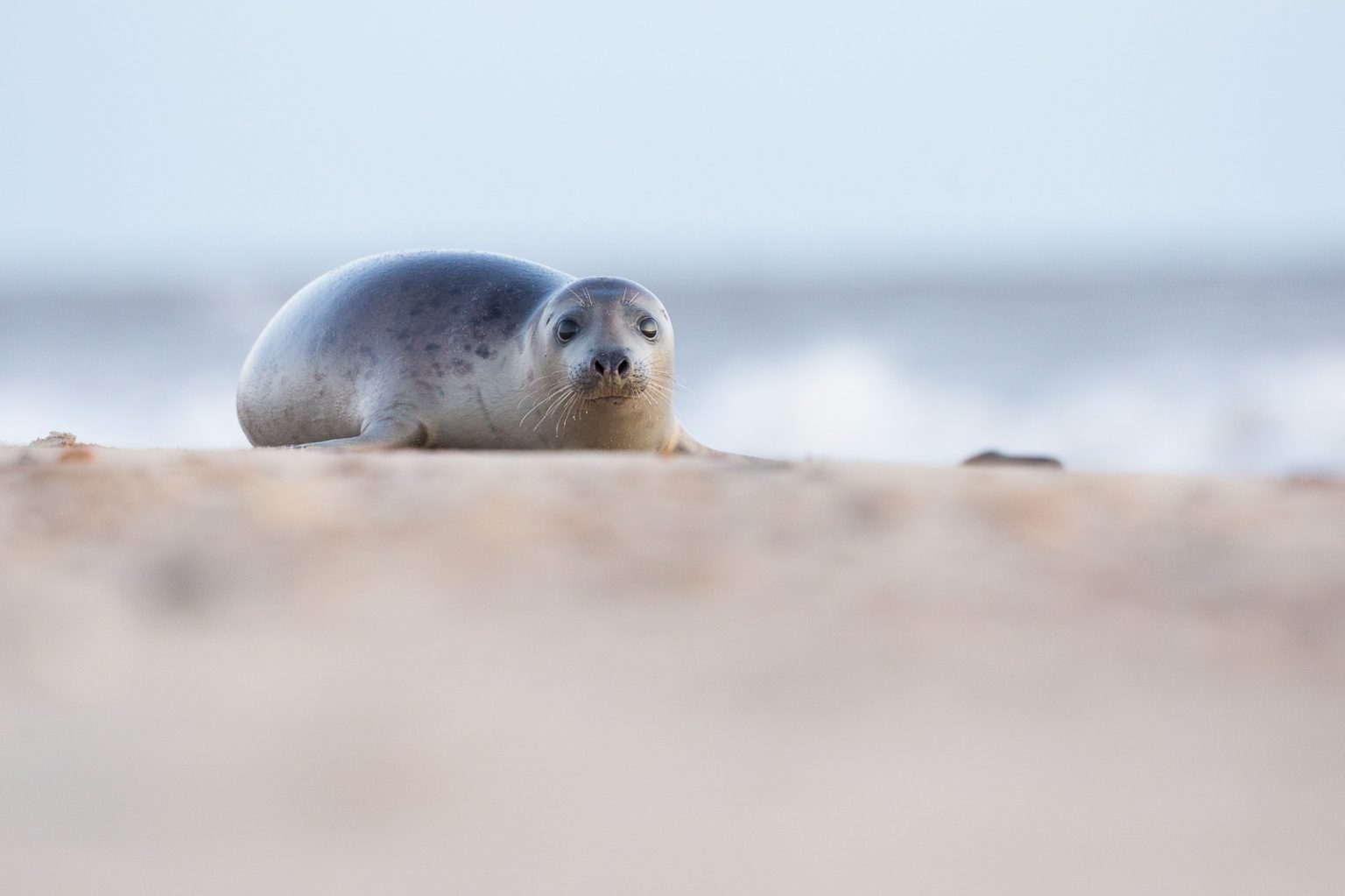How to Photograph Seals in the UK - Nature TTL
