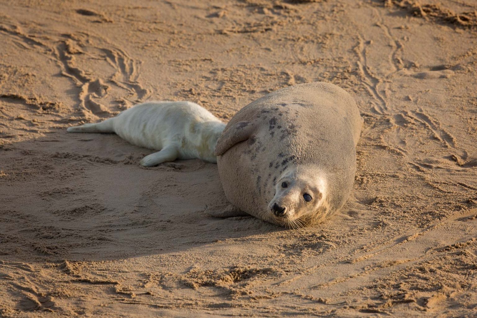 How to Photograph Seals in the UK - Nature TTL