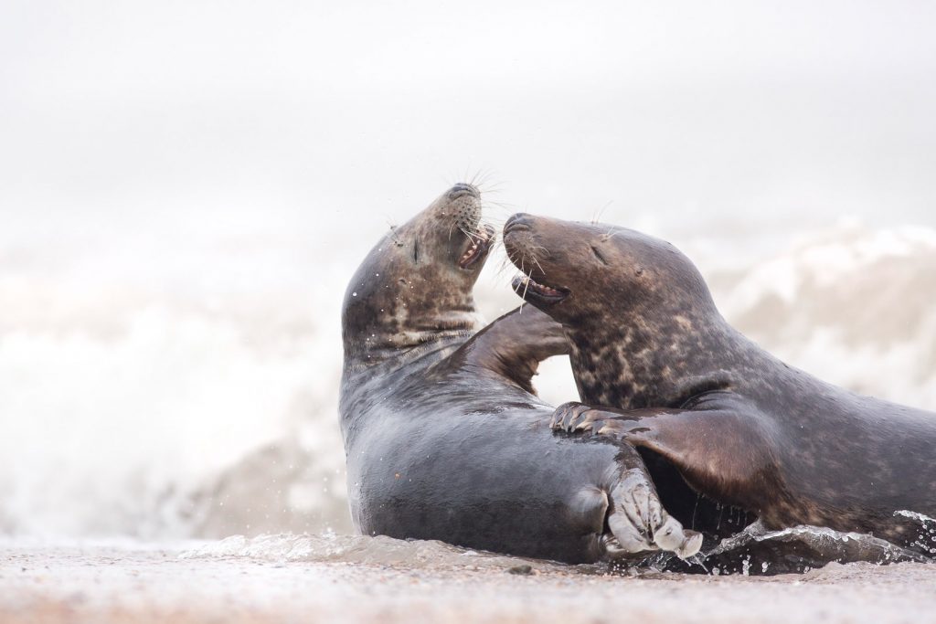 How to Photograph Seals in the UK | Nature TTL