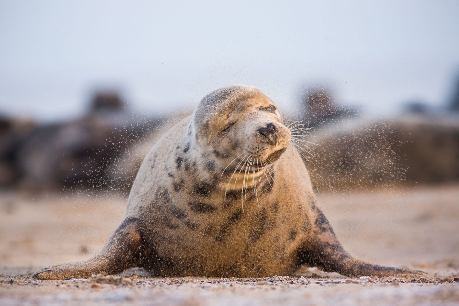 How to Photograph Seals in the UK - Nature TTL