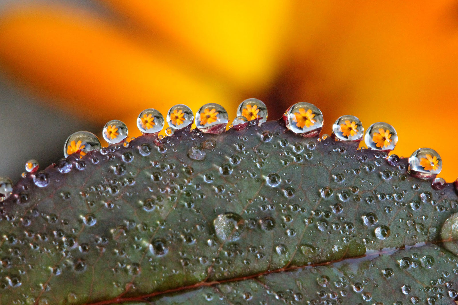 Weekly Photography Assignment: Macro Magic - Nature TTL