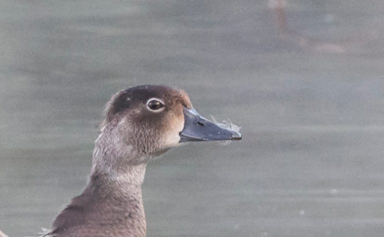 Nikon D7500 Review: A Realistic Field Test for Wildlife Photographers ...