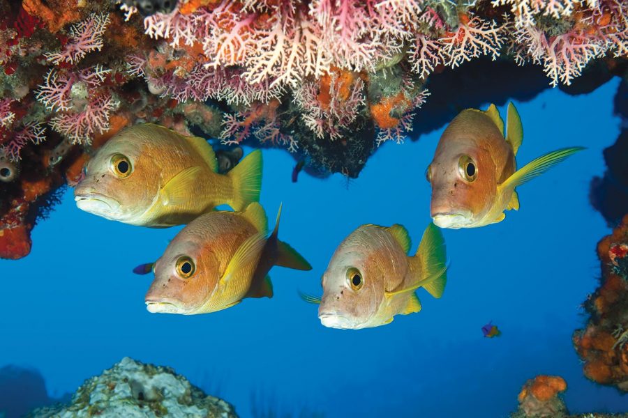 Book Review: 'Secrets of the Seas' by Alex Mustard & Callum Roberts ...