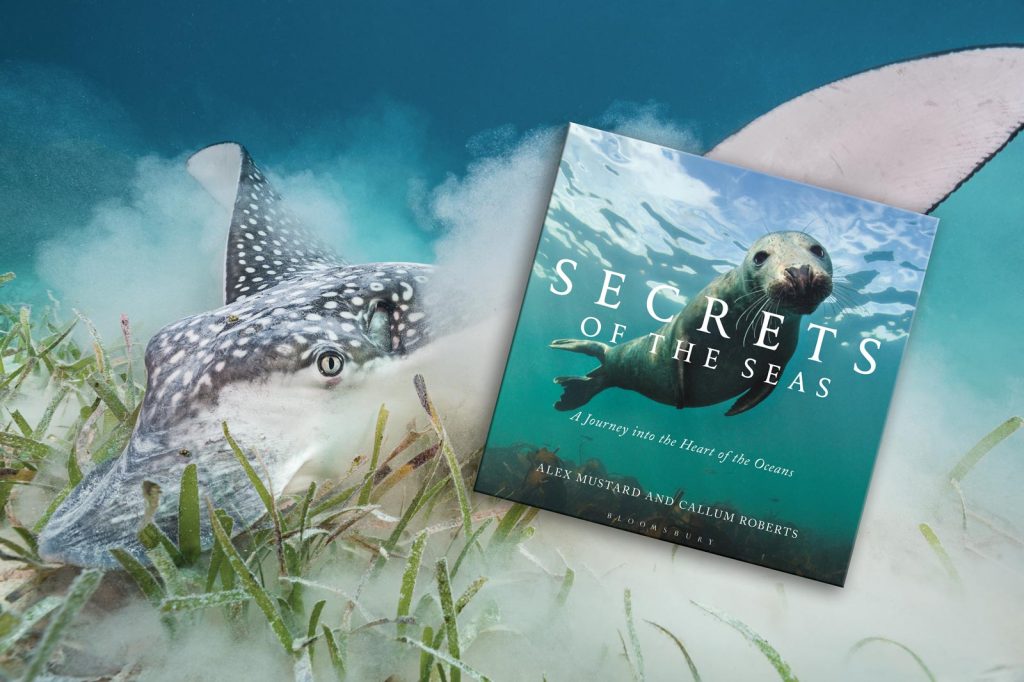 Book Review: 'Secrets of the Seas' by Alex Mustard & Callum Roberts ...