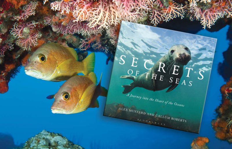 Book Review: 'Secrets of the Seas' by Alex Mustard & Callum Roberts ...