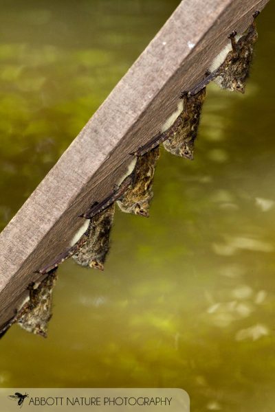 How to Photograph Bats - Nature TTL