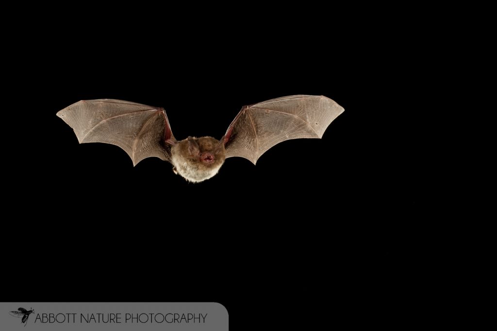 How to Photograph Bats | Nature TTL