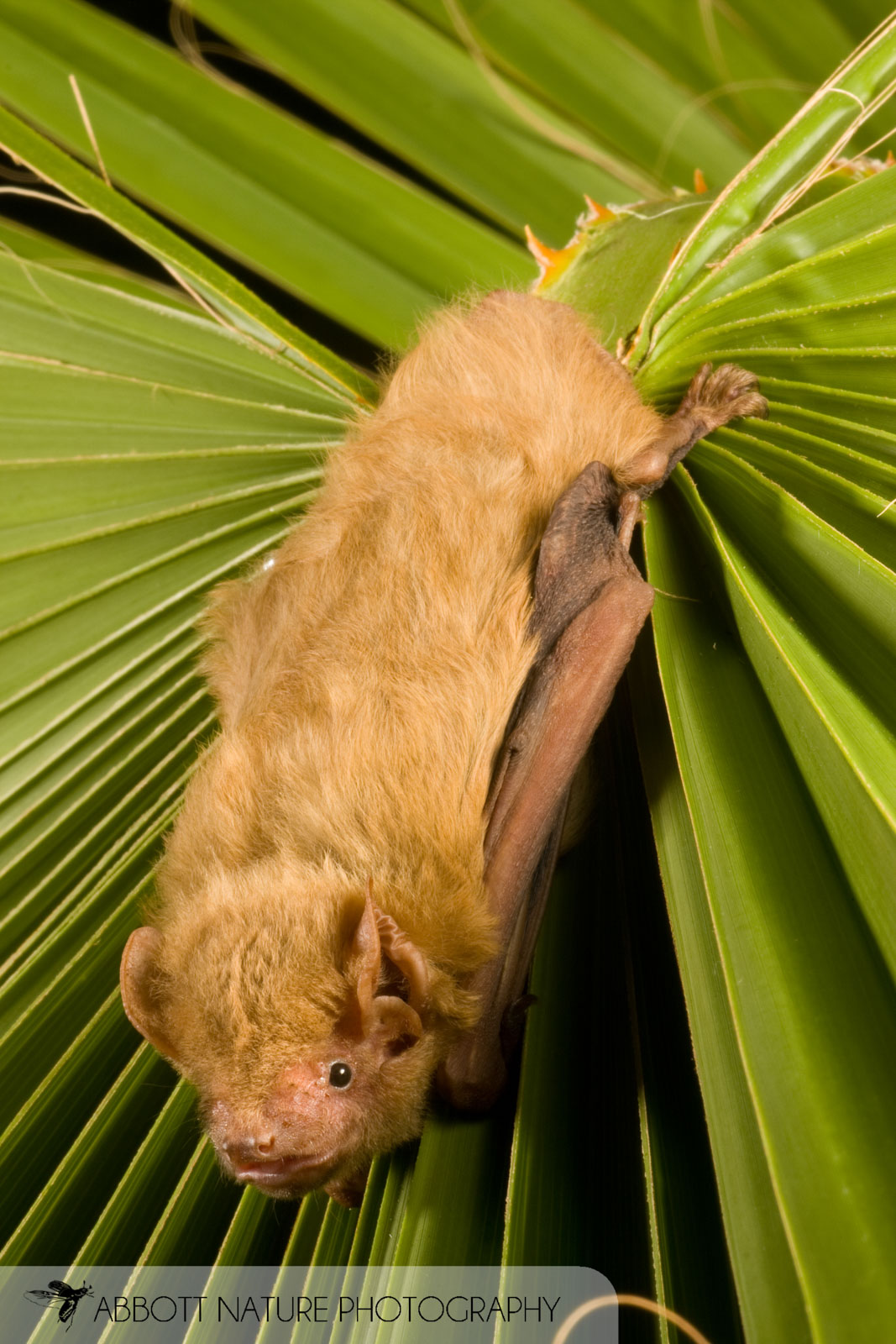 How to Photograph Bats - Nature TTL