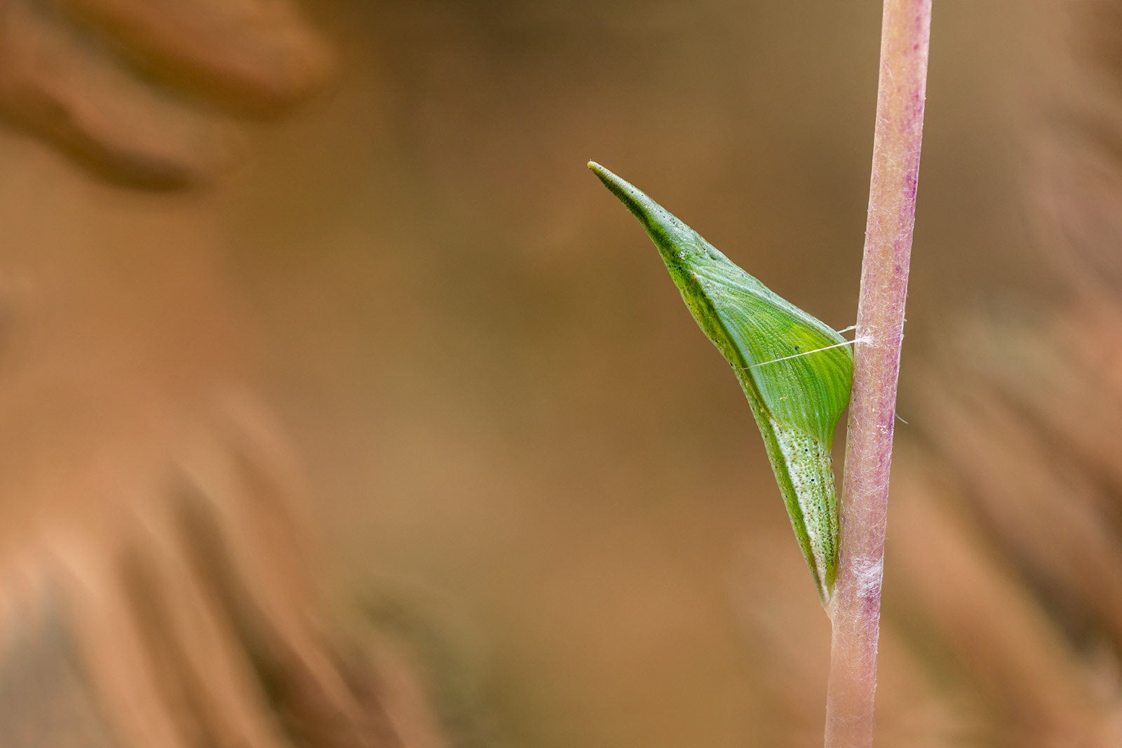 How to Attract Insects to Your Garden for Photography | Nature TTL