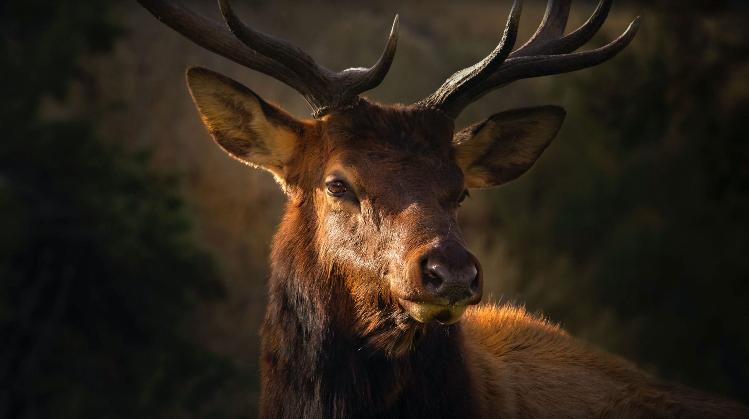 Weekly Photography Assignment: Deer - Nature TTL