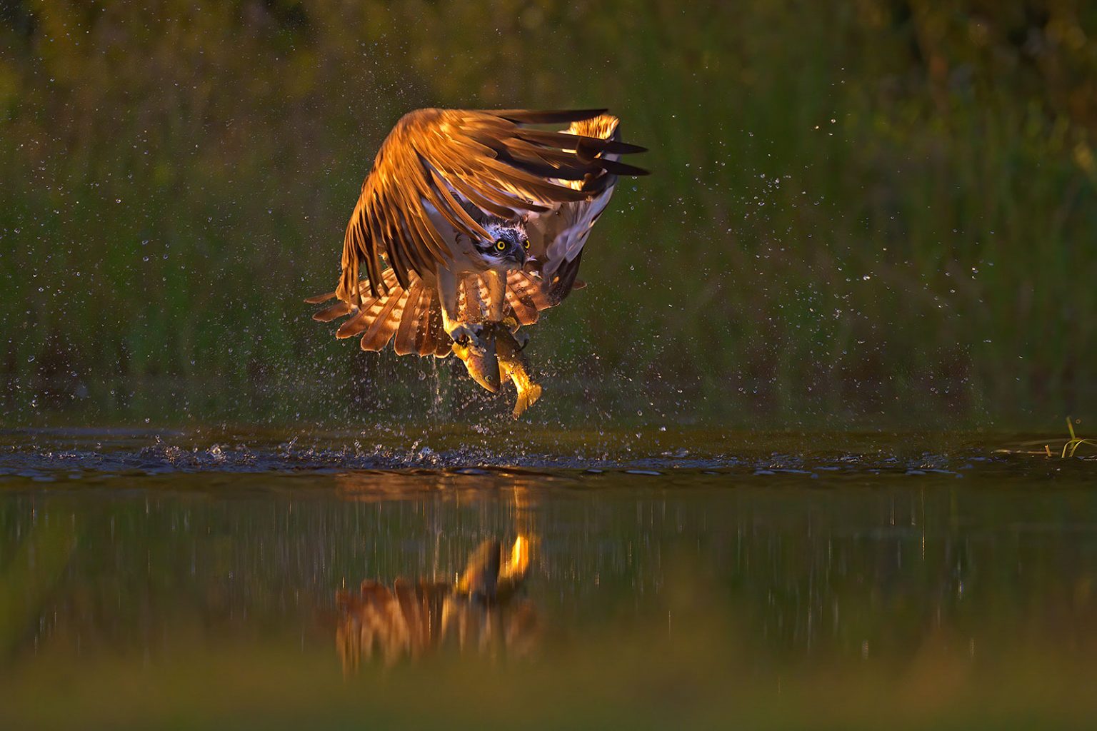 How to Photograph Ospreys - Nature TTL