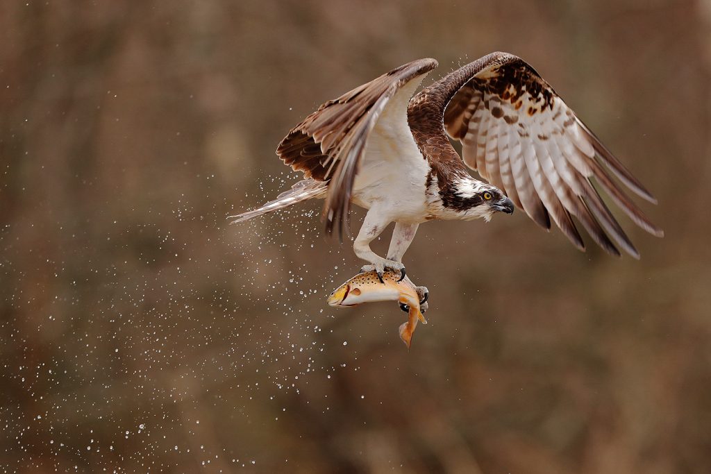 How to Photograph Ospreys | Nature TTL