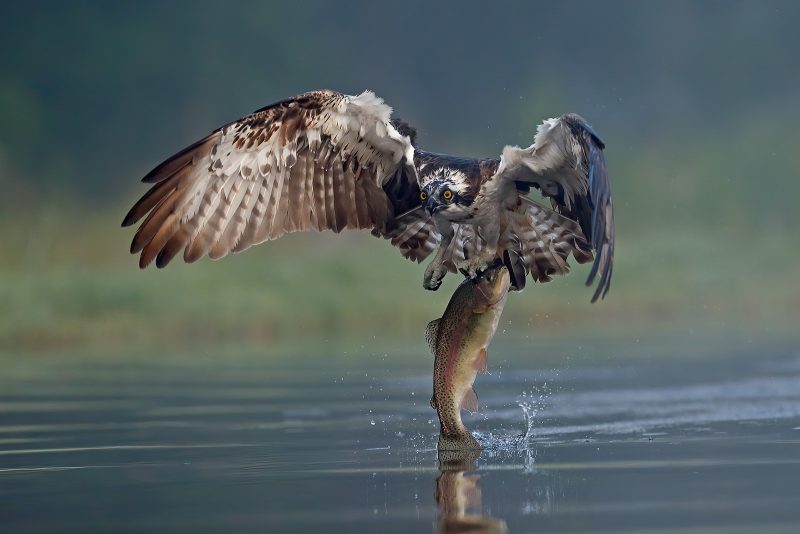How to Photograph Ospreys - Nature TTL