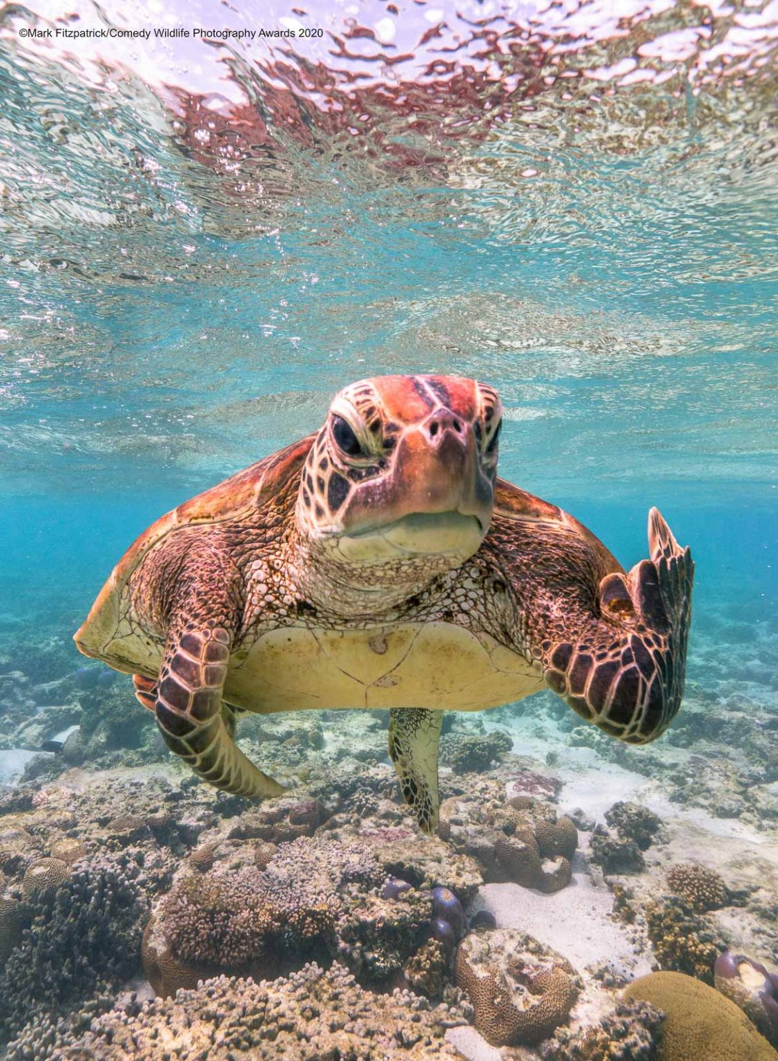 Hilarious Winners of Comedy Wildlife Photography Awards 2020 - Nature TTL