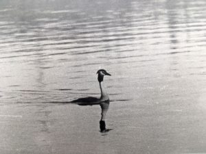 David Tipling: From Amateur to Professional - Nature TTL