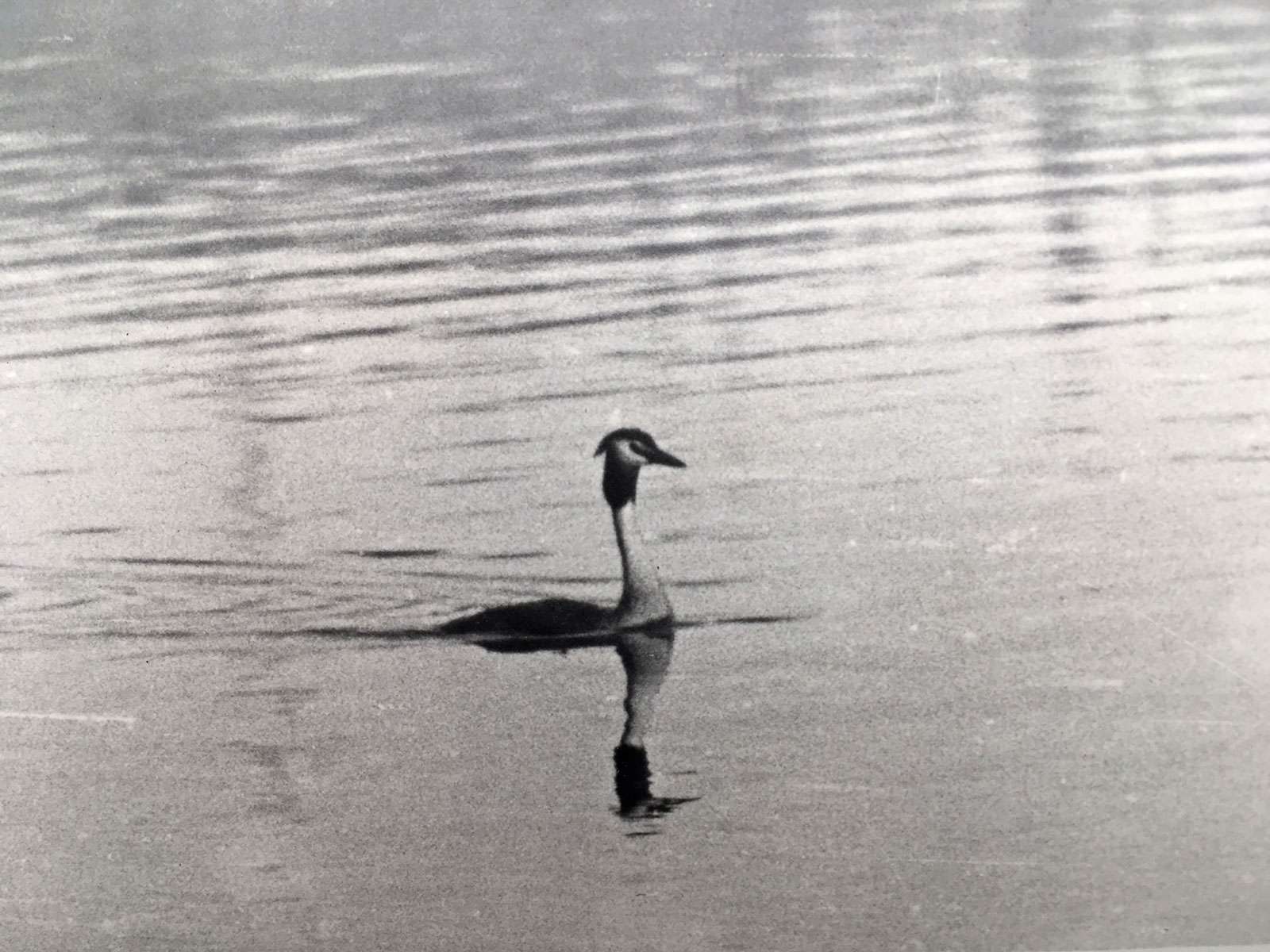 David Tipling: From Amateur to Professional - Nature TTL