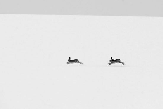 David Tipling: From Amateur to Professional | Nature TTL