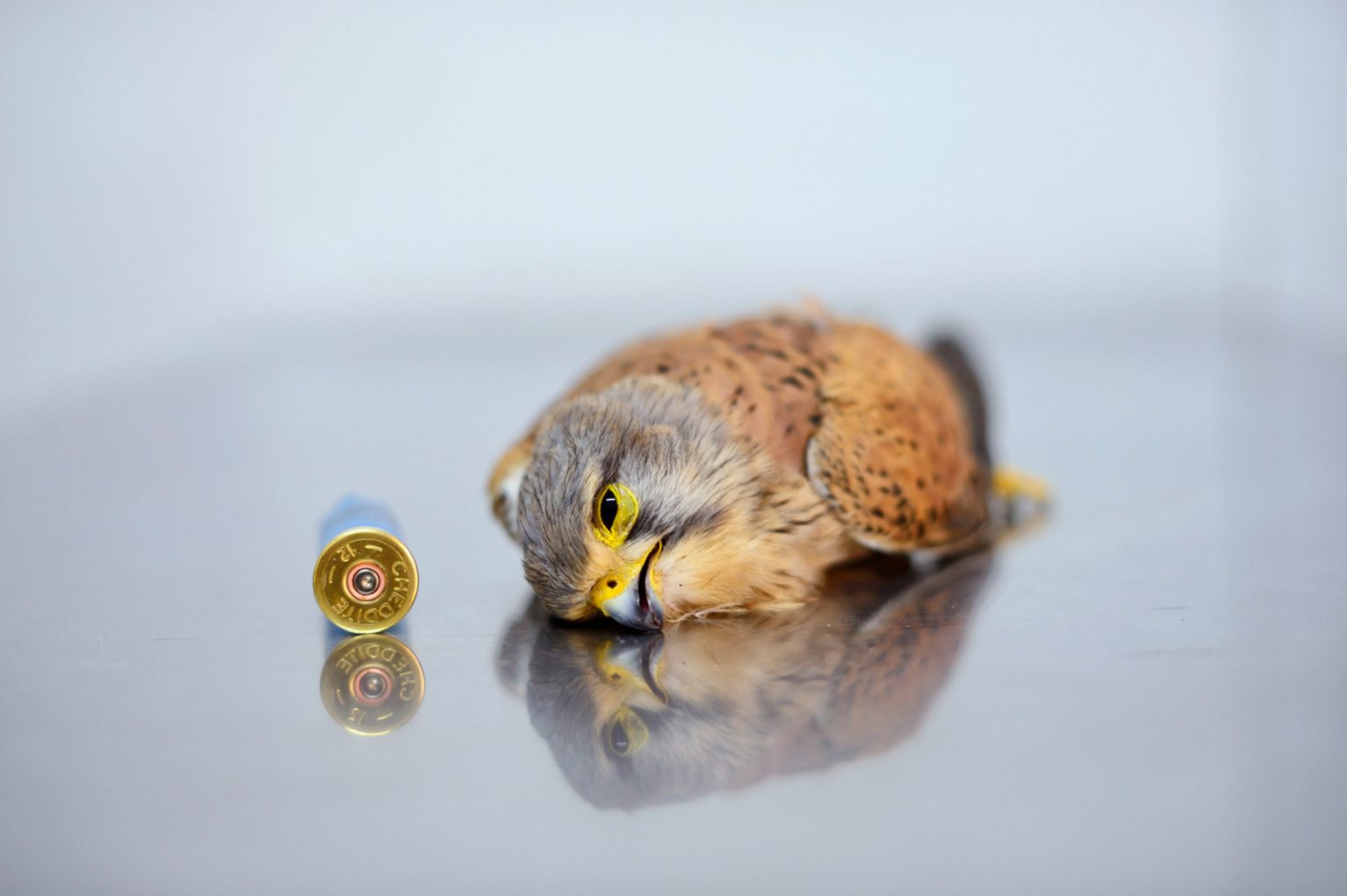 David Tipling: From Amateur to Professional | Nature TTL