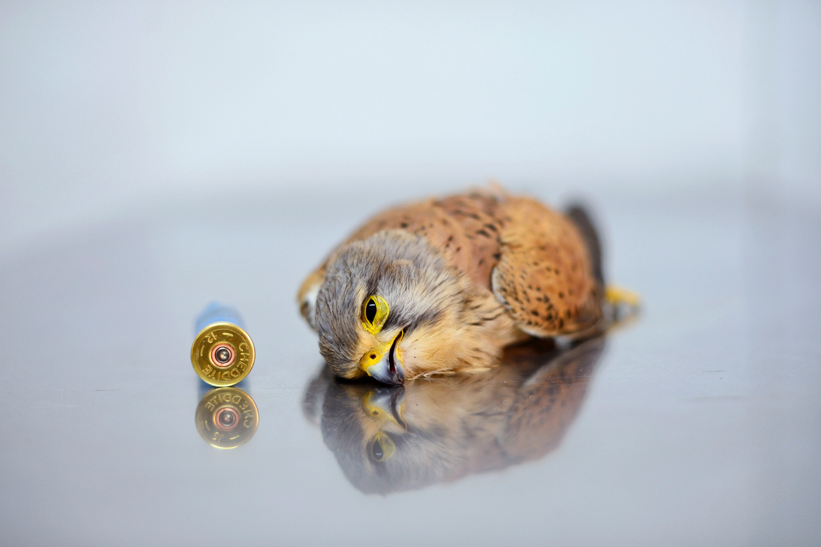 David Tipling: From Amateur to Professional | Nature TTL