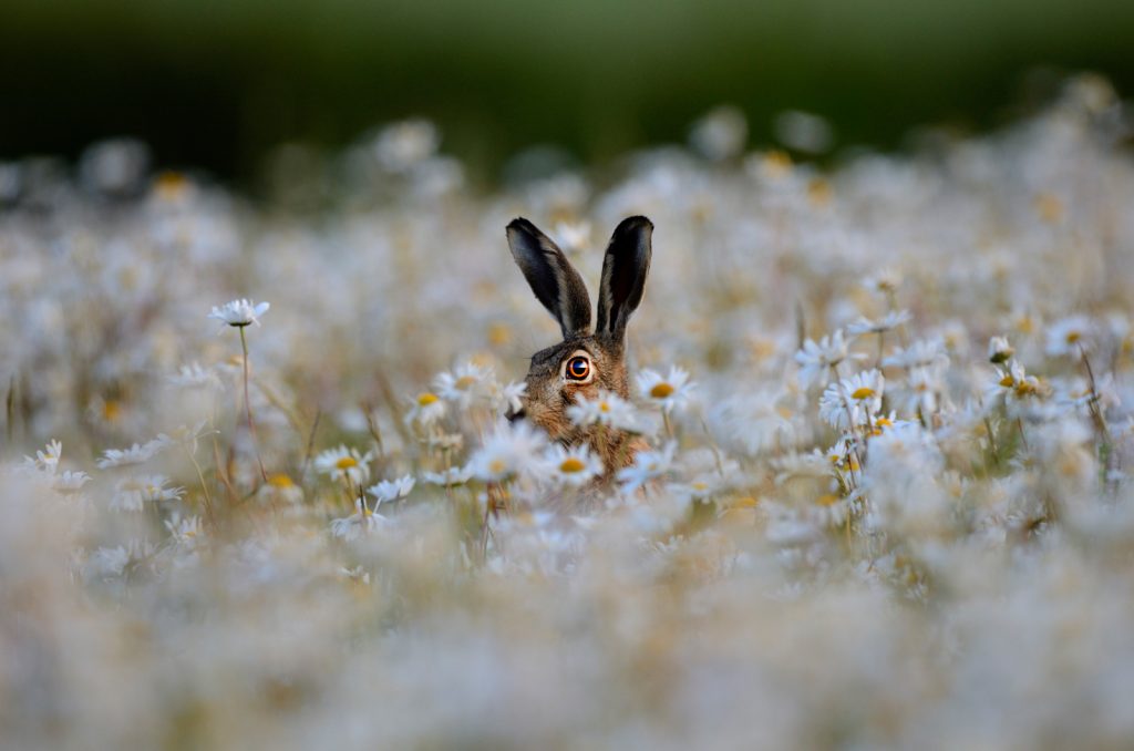 David Tipling: From Amateur to Professional | Nature TTL