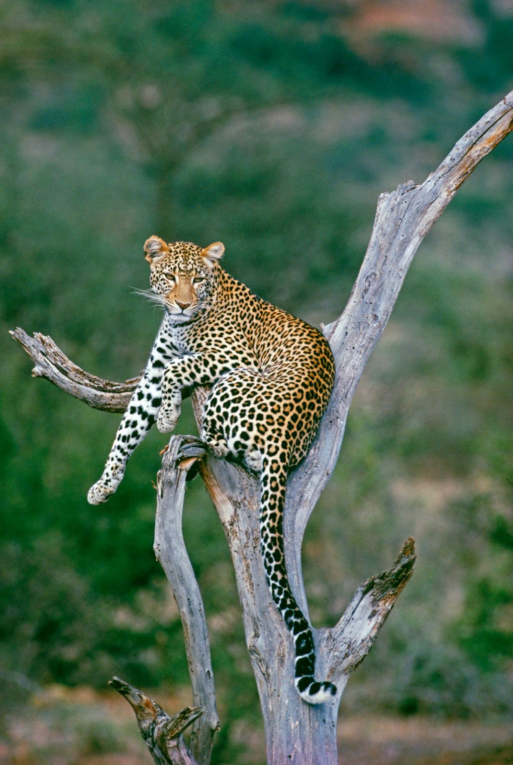 David Tipling: From Amateur to Professional - Nature TTL