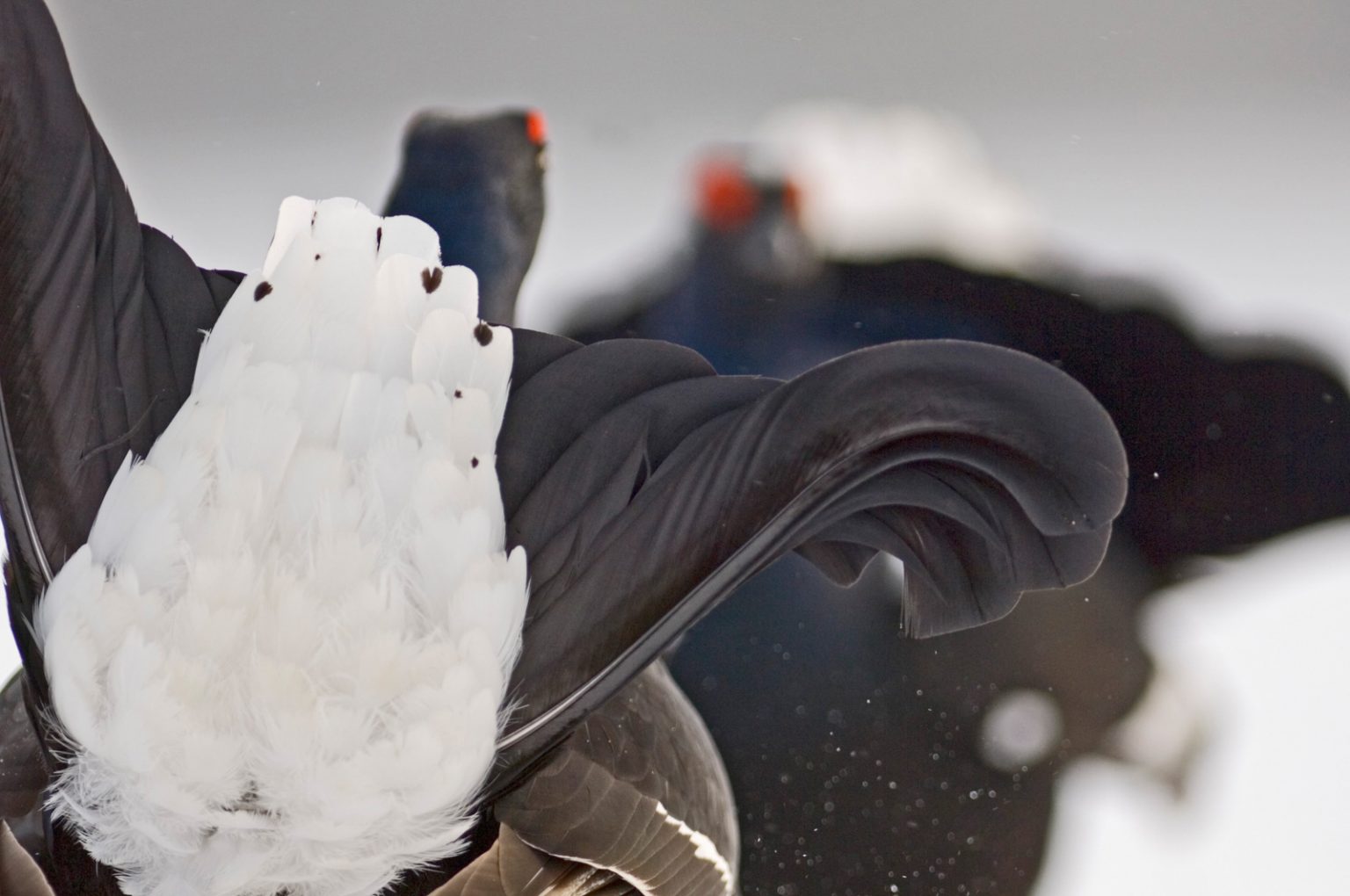 David Tipling: From Amateur to Professional - Nature TTL