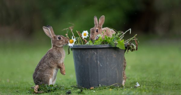 How to Attract Mammals to Your Garden for Photography - Nature TTL