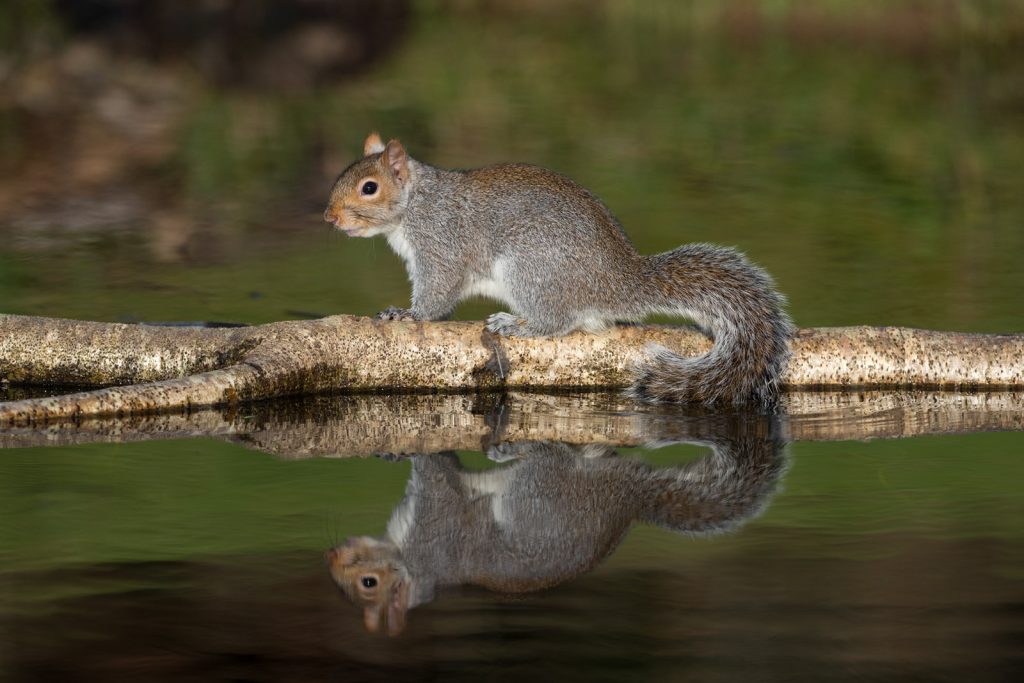 How to Attract Mammals to Your Garden for Photography - Nature TTL