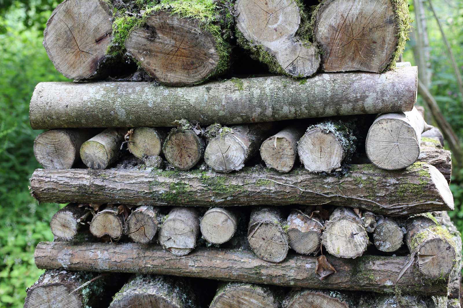 How to Attract Mammals to Your Garden for Photography - Nature TTL