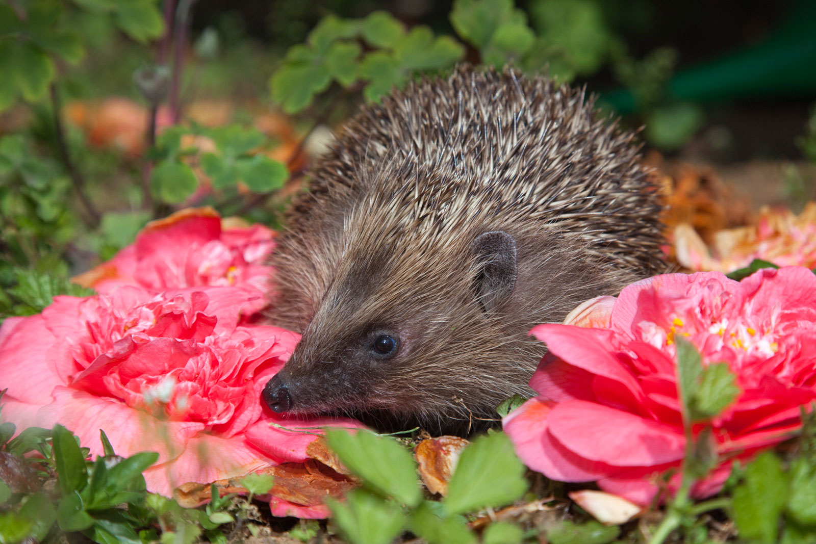 How to Attract Mammals to Your Garden for Photography - Nature TTL