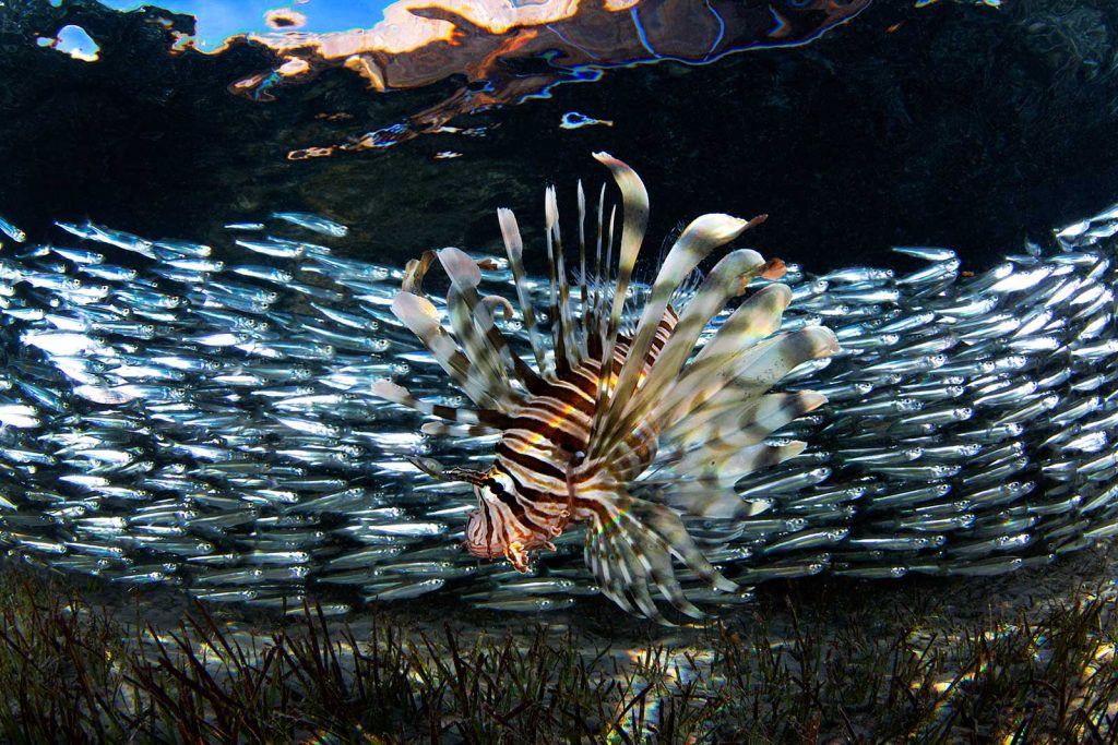 How to Photograph Fish | Nature TTL