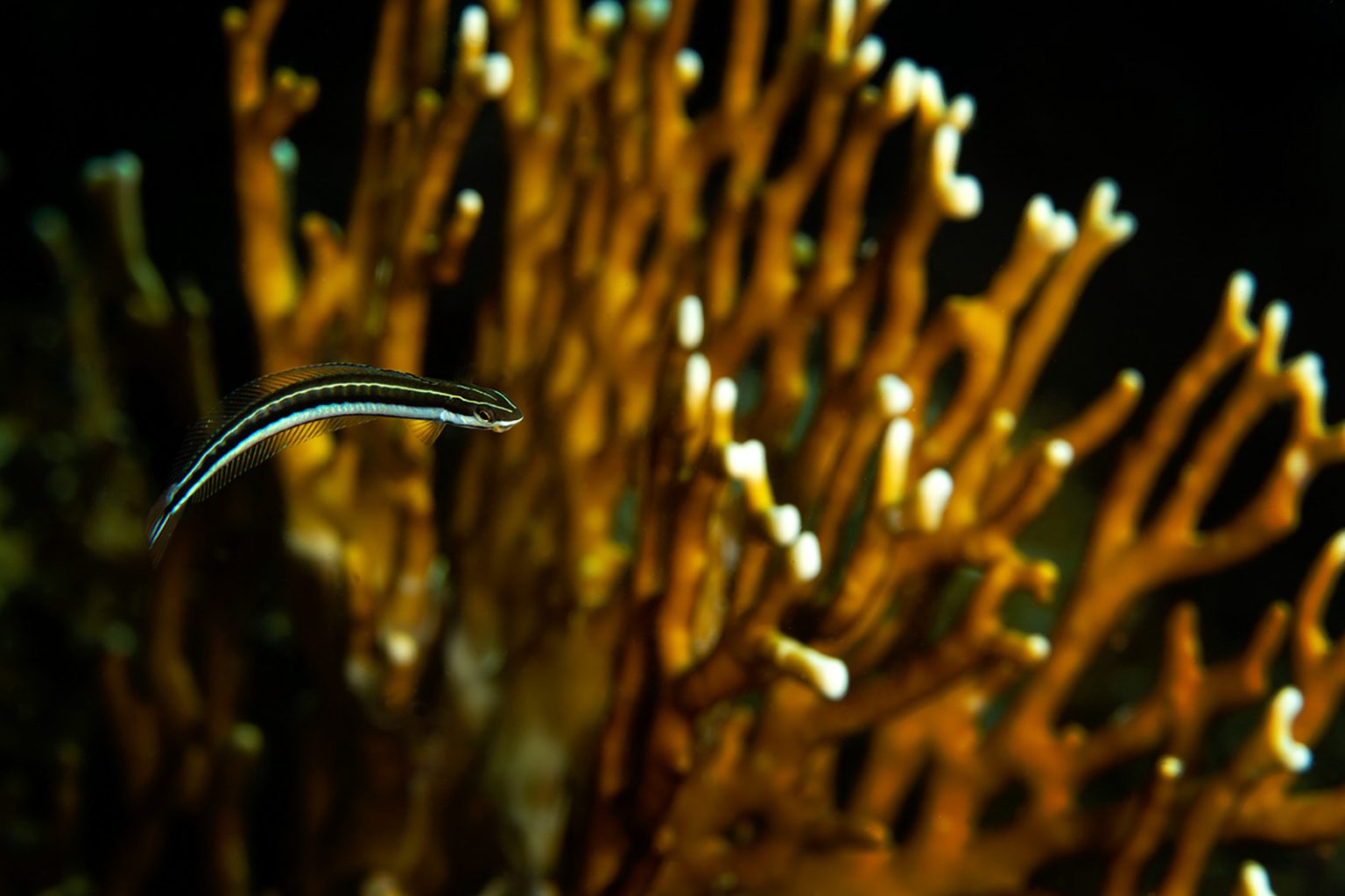 How to Photograph Fish | Nature TTL