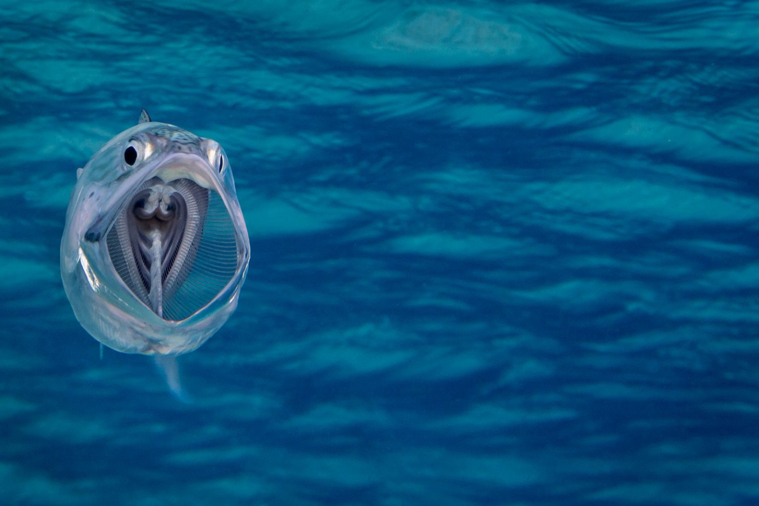 How to Photograph Fish - Nature TTL