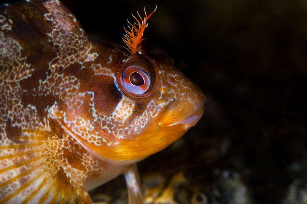 How to Photograph Fish - Nature TTL