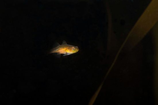 How to Photograph Fish | Nature TTL