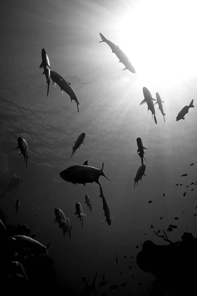 How to Photograph Fish - Nature TTL