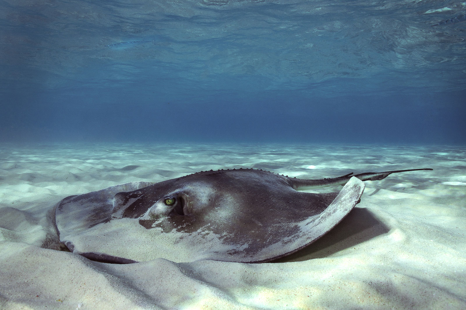 How to Photograph Fish | Nature TTL