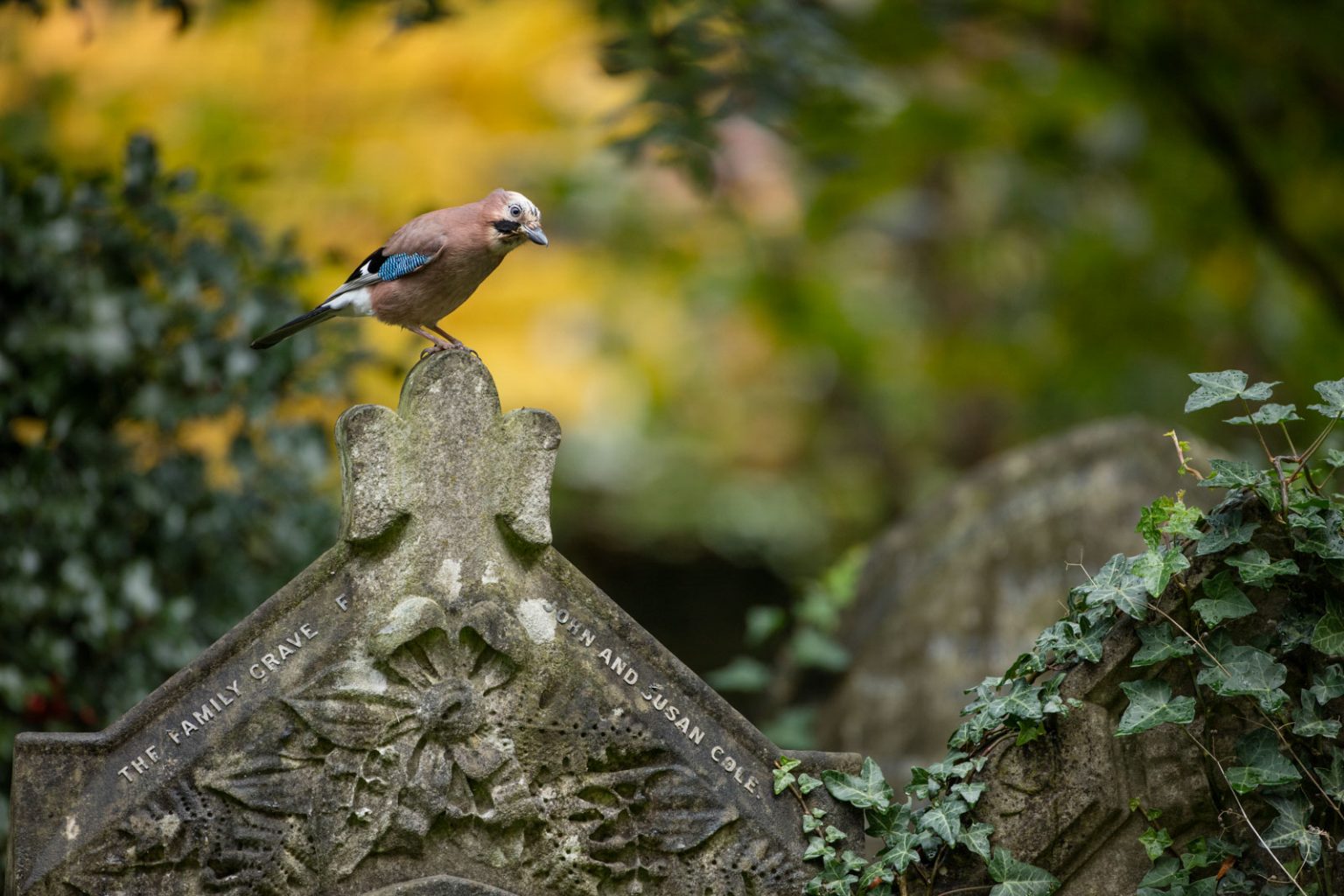 How to Photograph Wildlife in Cemeteries & Graveyards - Nature TTL