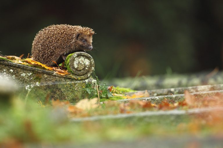 How to Photograph Wildlife in Cemeteries & Graveyards - Nature TTL