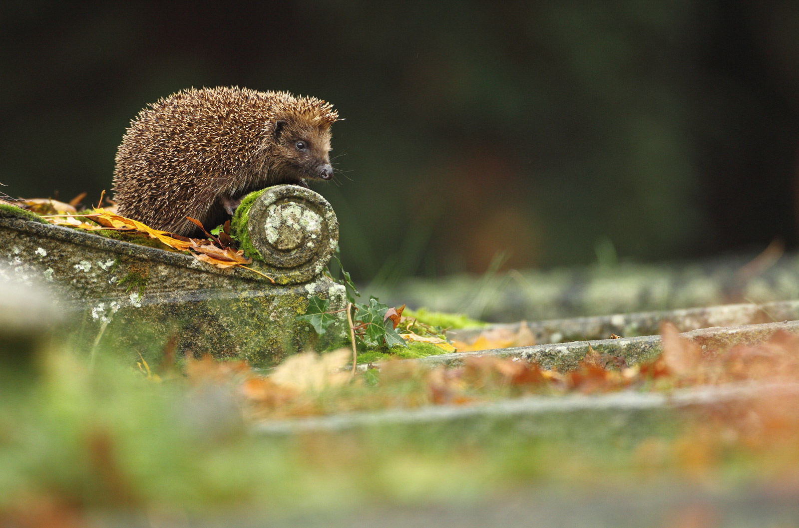 How to Photograph Wildlife in Cemeteries & Graveyards - Nature TTL