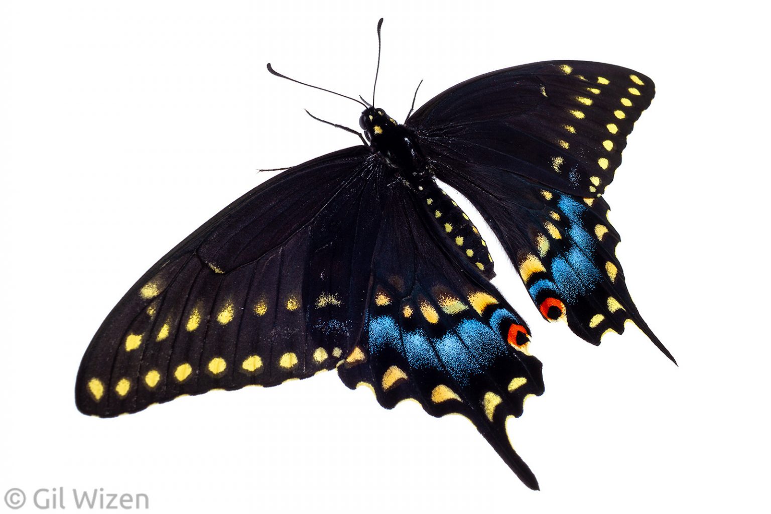How to Take 'Studio' Macro Photos with a White Background - Nature TTL