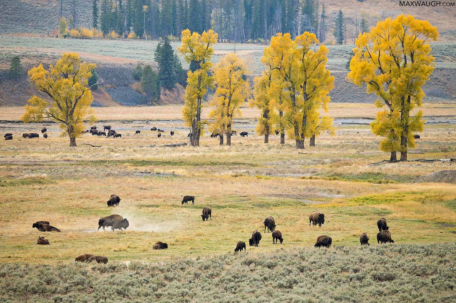 Wildlife Photography Guide to Yellowstone National Park - Nature TTL