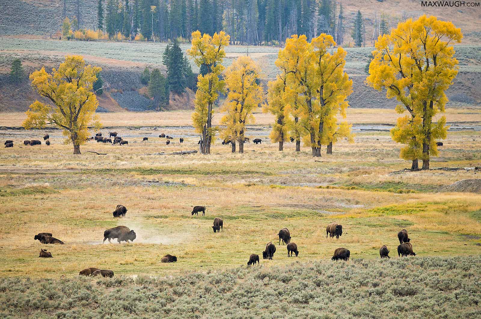 Wildlife Photography Guide to Yellowstone National Park - Nature TTL