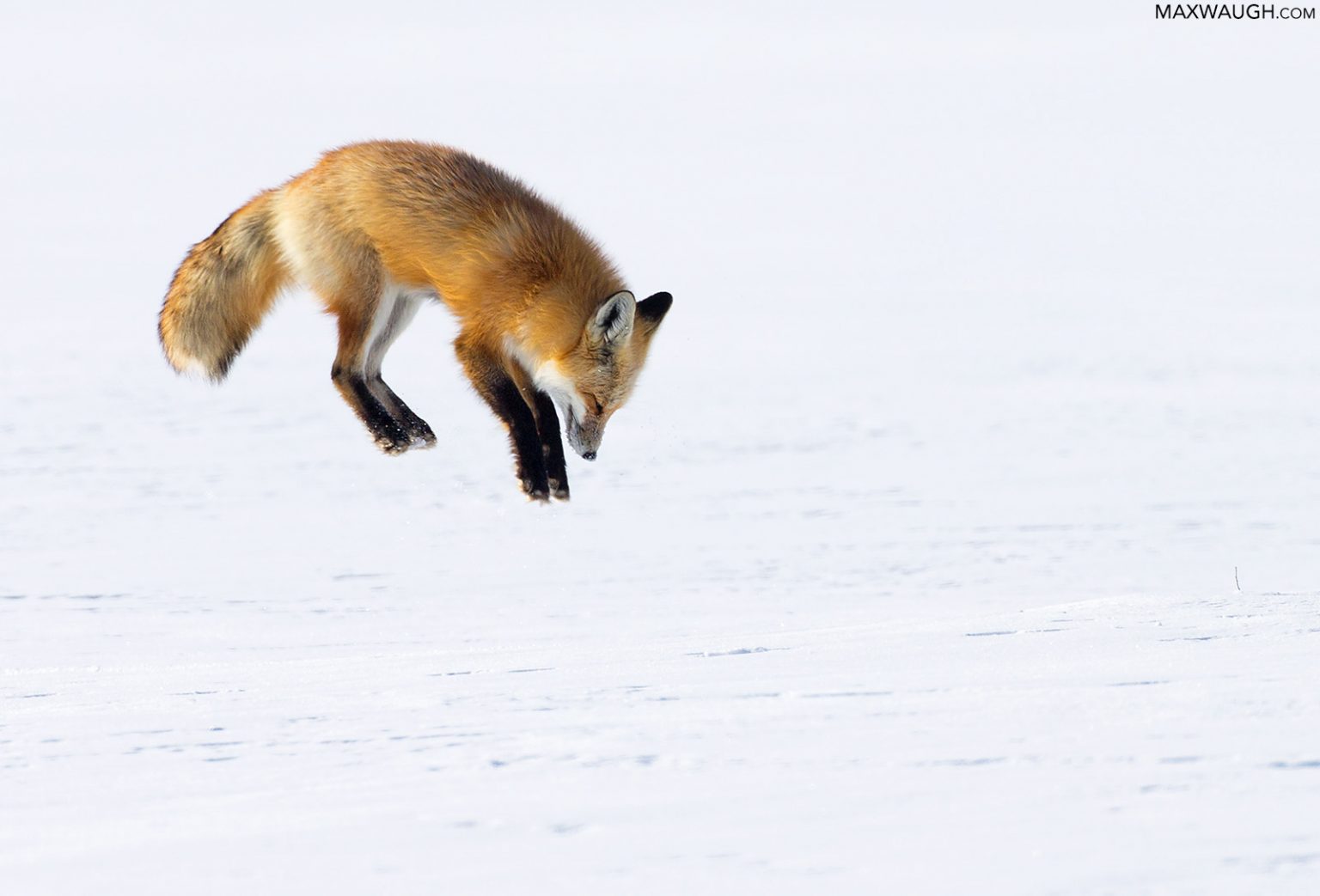 Wildlife Photography Guide to Yellowstone National Park - Nature TTL