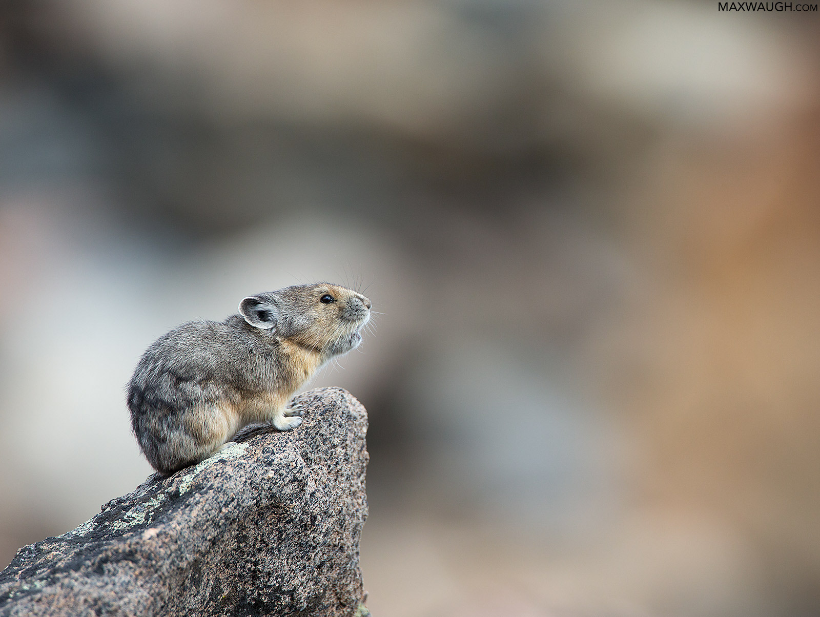 Wildlife Photography Guide to Yellowstone National Park | Nature TTL