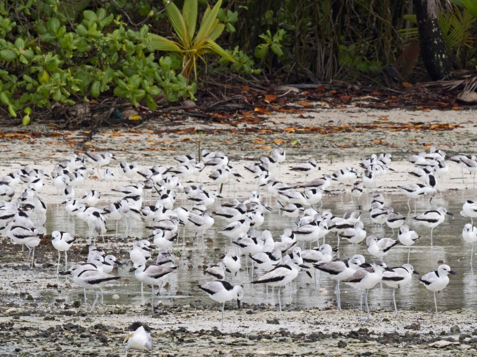 Bird Photography: 8 Common Mistakes to Avoid - Nature TTL