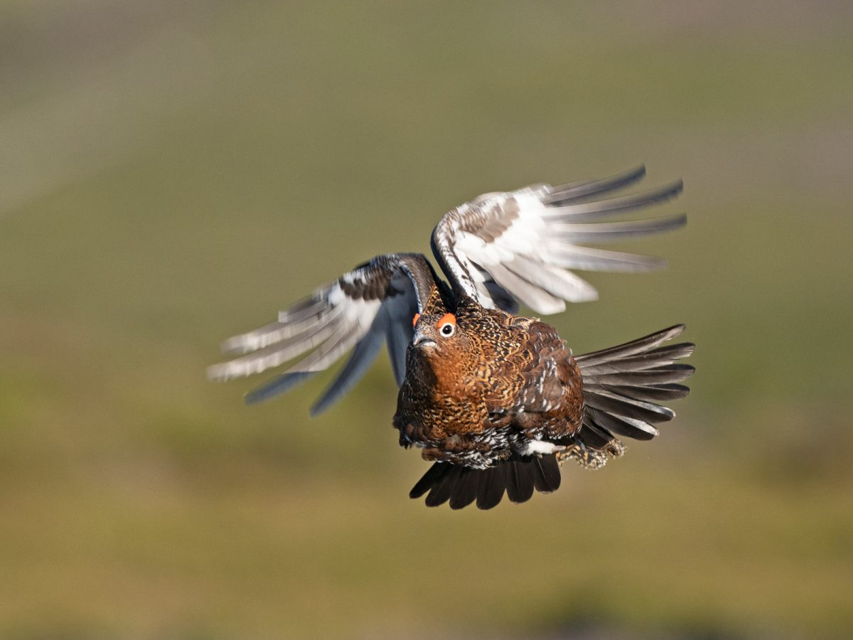 Bird Photography: 8 Common Mistakes to Avoid - Nature TTL