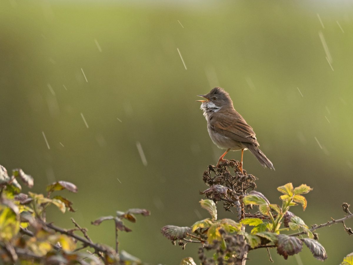 Bird Photography: 8 Common Mistakes to Avoid - Nature TTL