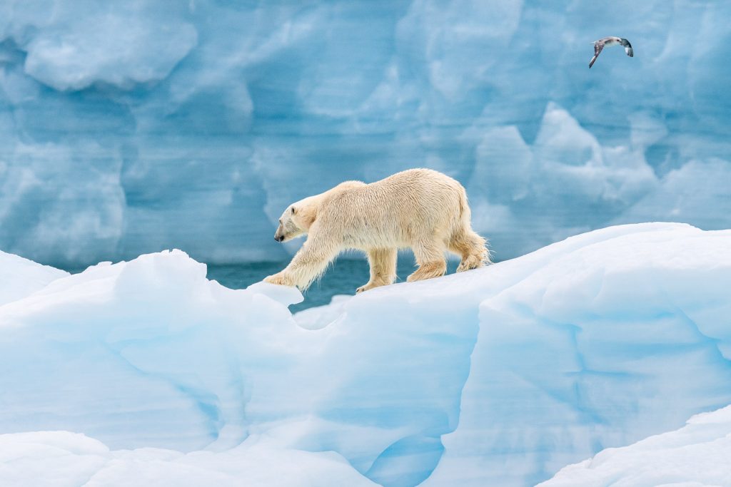 How to Photograph Polar Bears - Nature TTL