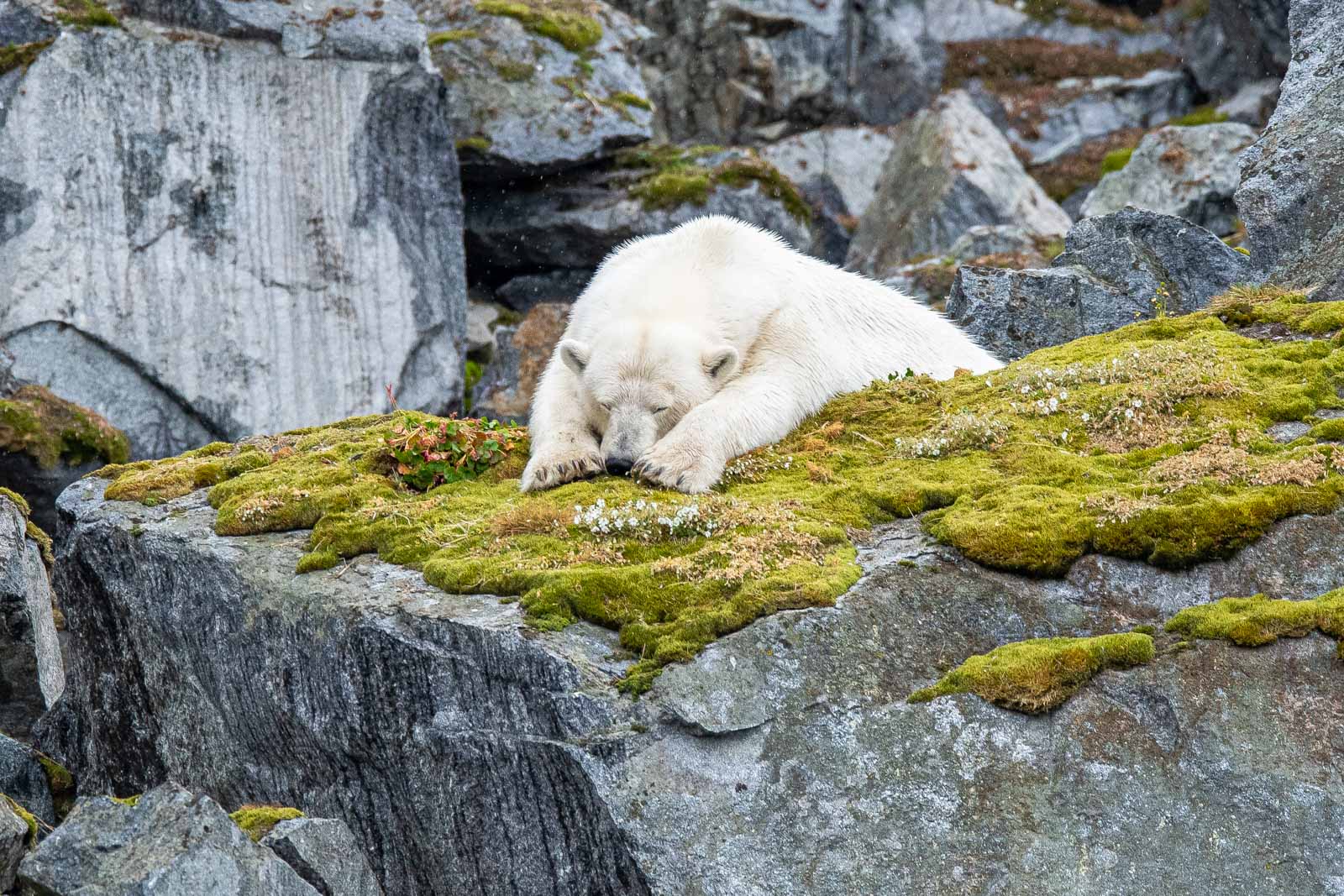 How to Photograph Polar Bears | Nature TTL
